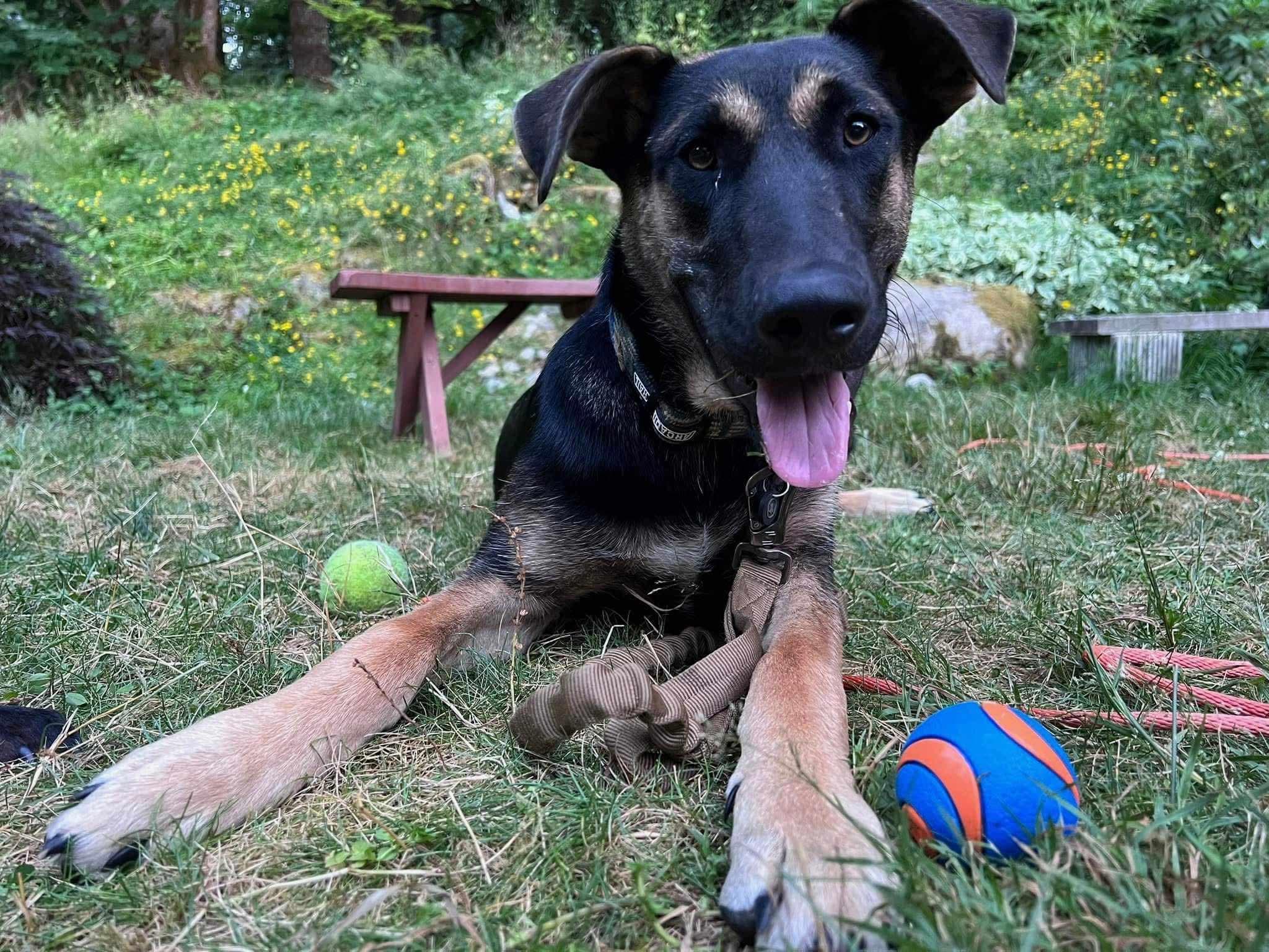 Dog for adoption - Norman #2, a Mixed Breed in Puyallup, WA | Petfinder