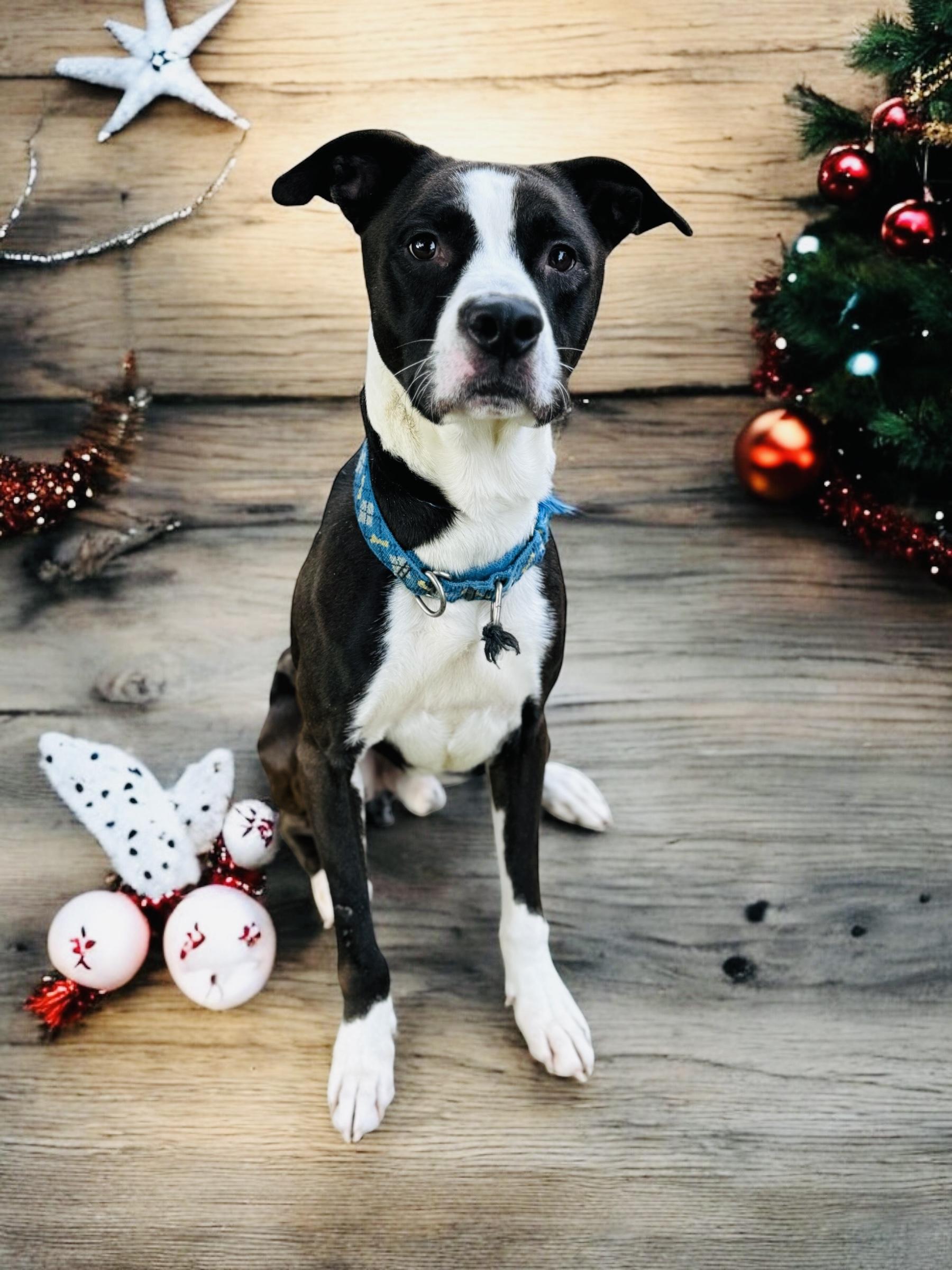 Dog for adoption - Jack, a Border Collie & Labrador Retriever Mix in ...