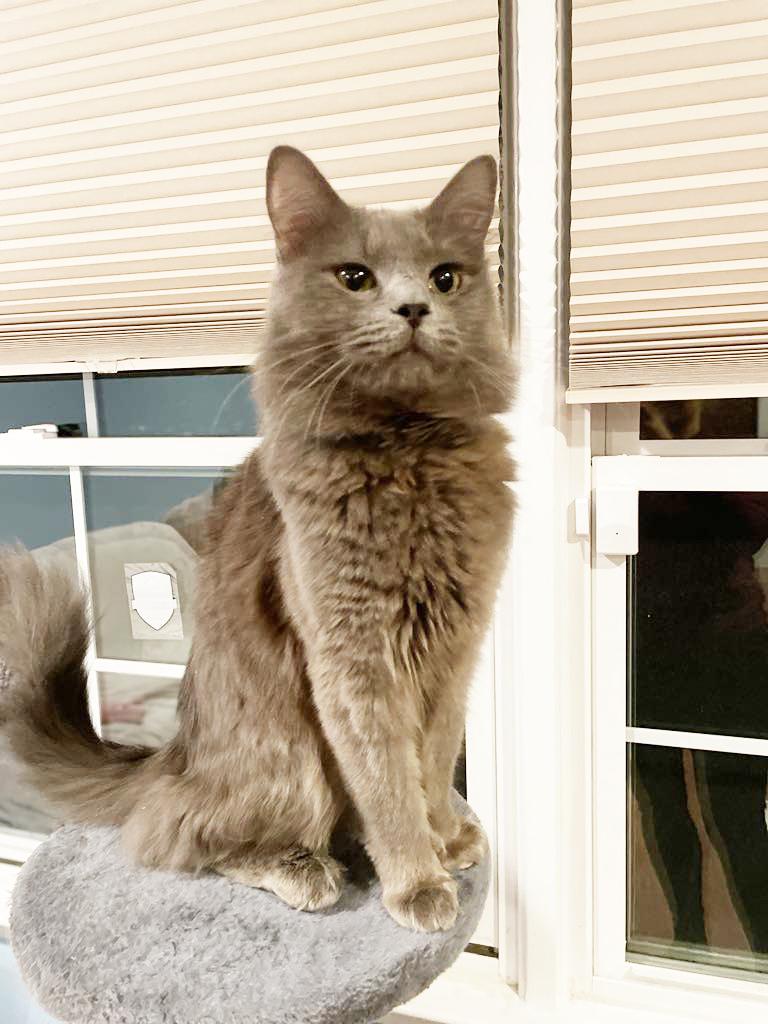 Cat for adoption - Smurf is a smoosh! EXOTIC Floofy fun! Video!, a ...