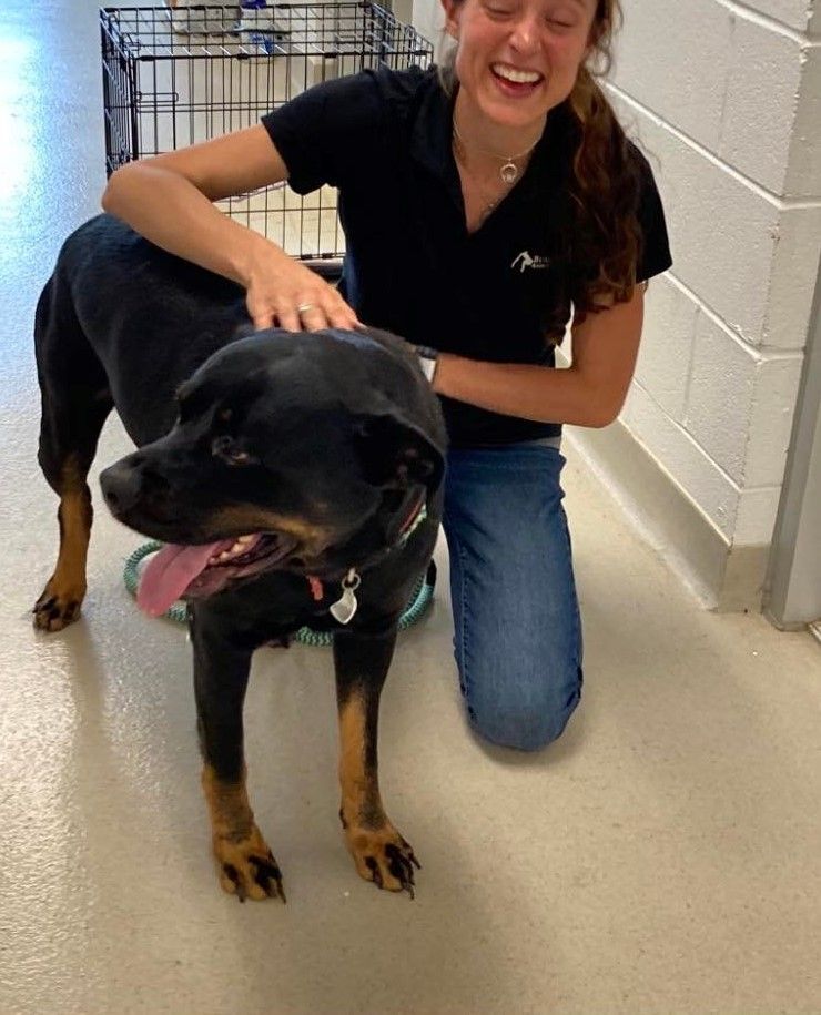 Dog for adoption - TANKER, a Rottweiler in Chapel Hill, NC | Petfinder
