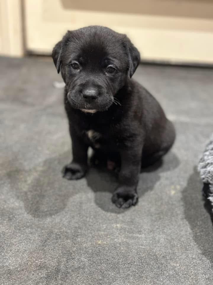 Dog for adoption - Danish, a Labrador Retriever in Walker, LA | Petfinder