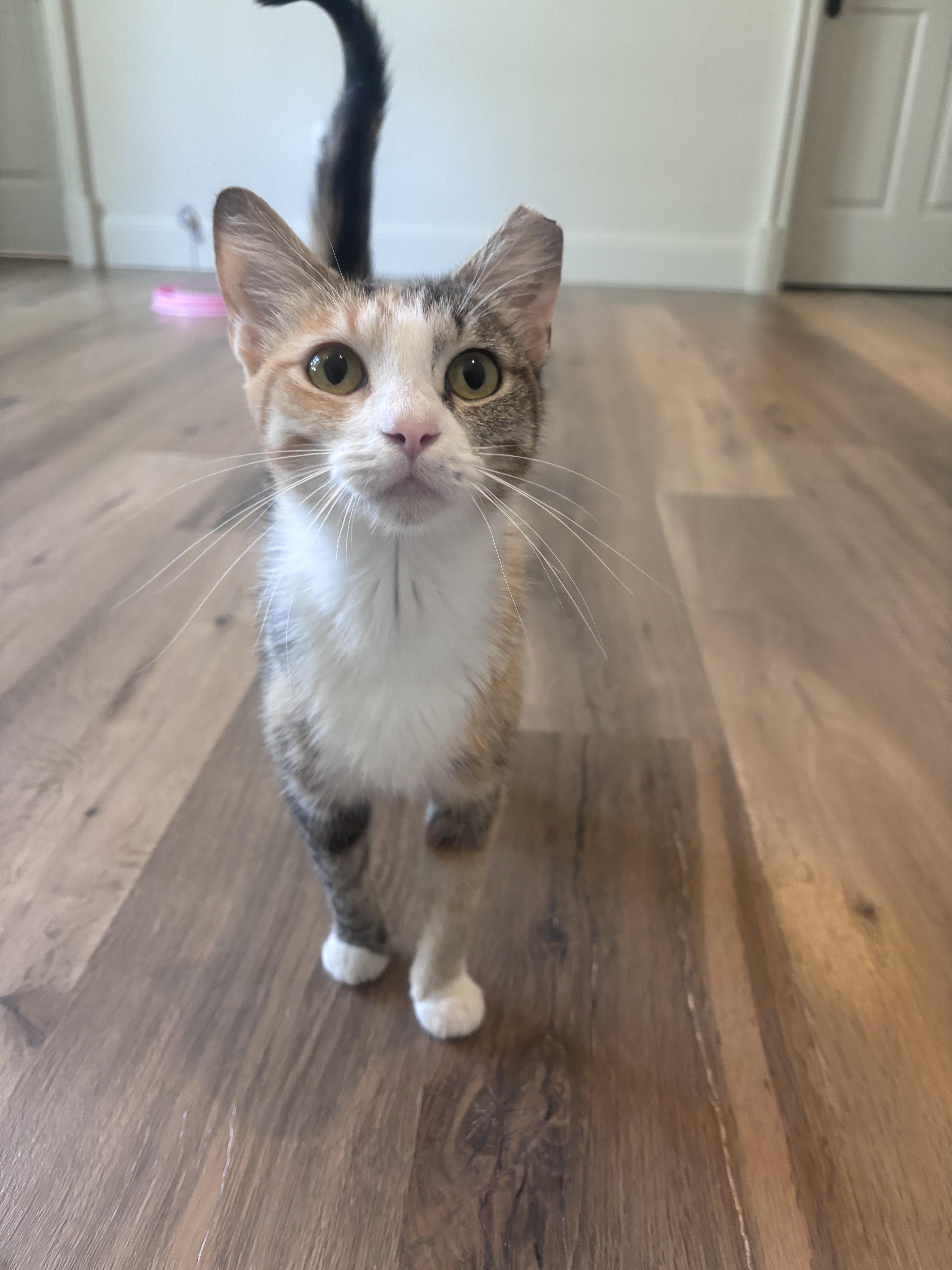 Cat for adoption - Daffodil, a Domestic Short Hair in Pacific Palisades ...