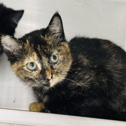 Cat for adoption - Snookums, a Domestic Short Hair Mix in Grove, OK ...