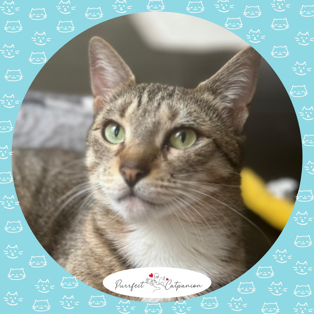 Cat for adoption - Jamie, a Domestic Short Hair in Weehawken, NJ ...
