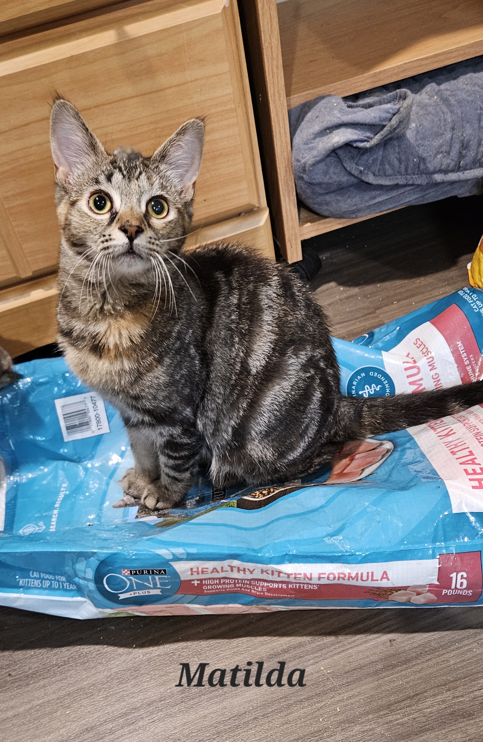 Cat for adoption - Matilda, a Domestic Short Hair in Bethlehem, PA ...