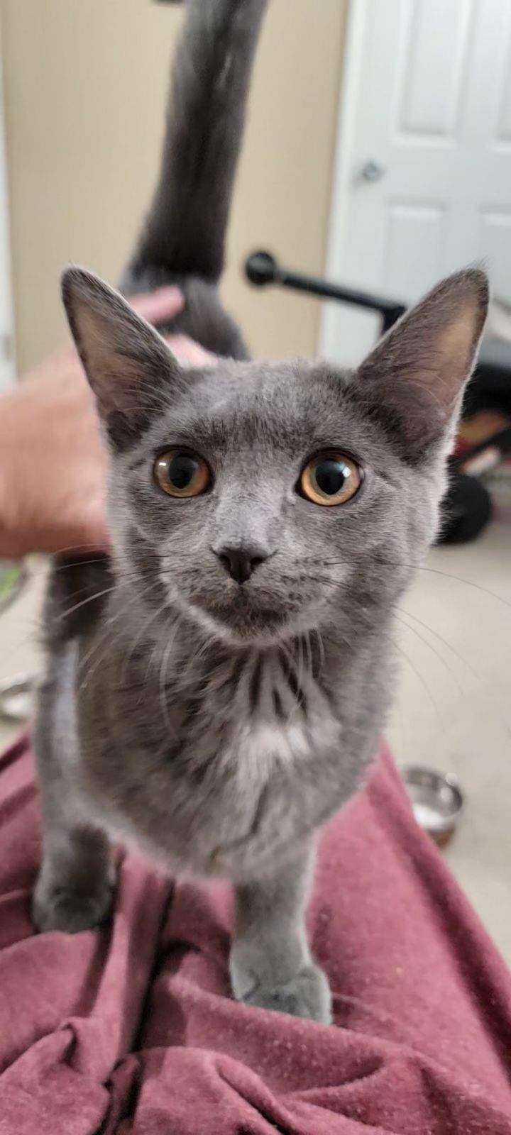 Cat for adoption - Thumper, a Russian Blue Mix in Jeffersonville, IN ...