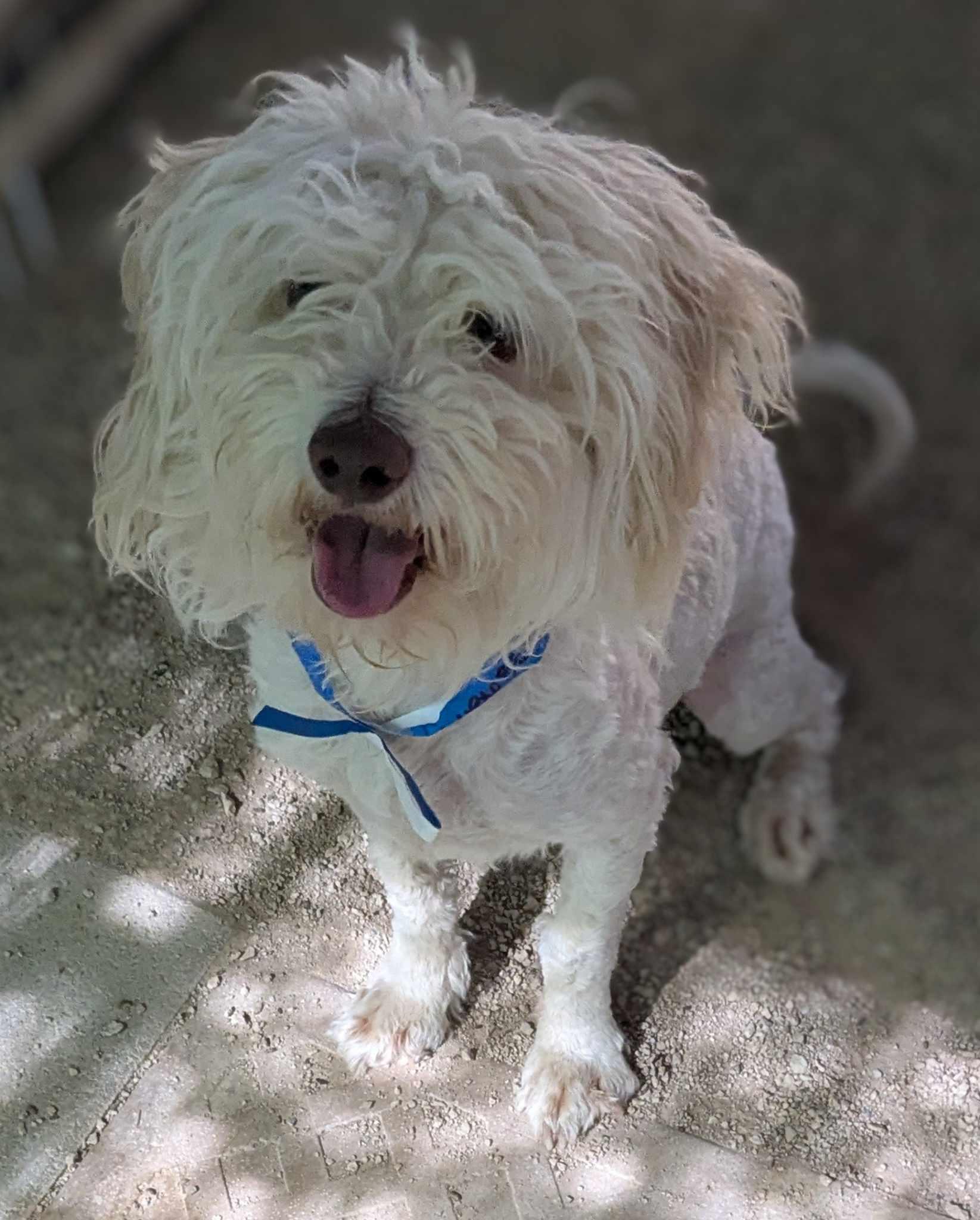 Dog for adoption - Carlise, a Maltipoo Mix in Las Vegas, NV | Petfinder