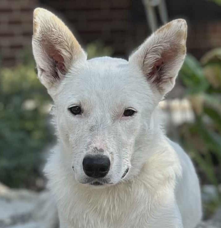 Dog for adoption - Dove, a Border Collie & Maremma Sheepdog Mix in East ...