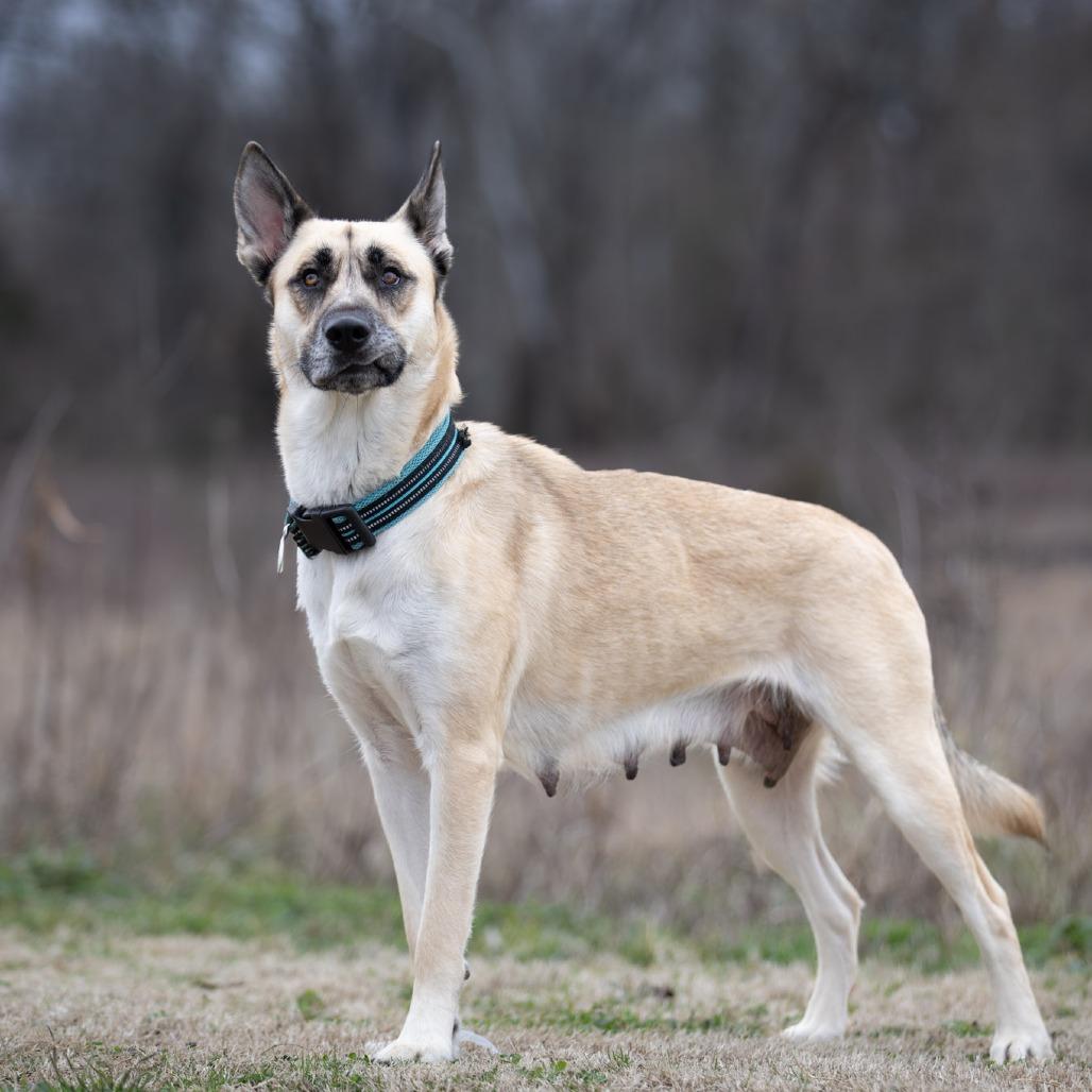 Dog for adoption - Reece, a German Shepherd Dog & Husky Mix in ...