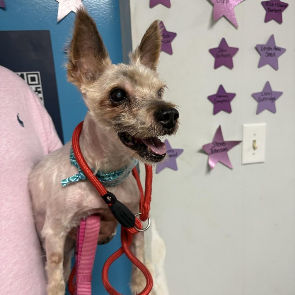 Dog for adoption - Tyroil Smoochie-Wallace, a Yorkshire Terrier Mix in ...