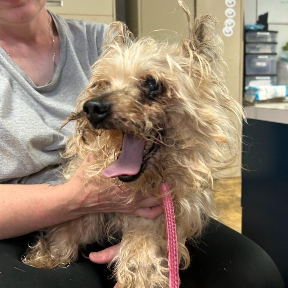 Dog for adoption - Tyroil Smoochie-Wallace, a Yorkshire Terrier Mix in ...