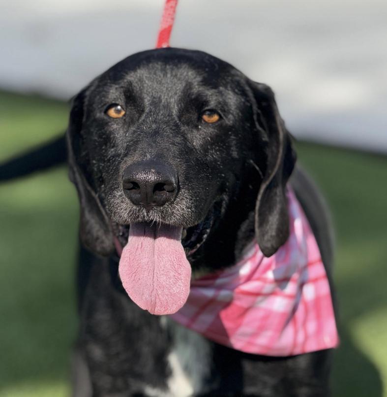 Dog for adoption - Delta-One of a Kind Queen of Quirks!, a Basset Hound ...