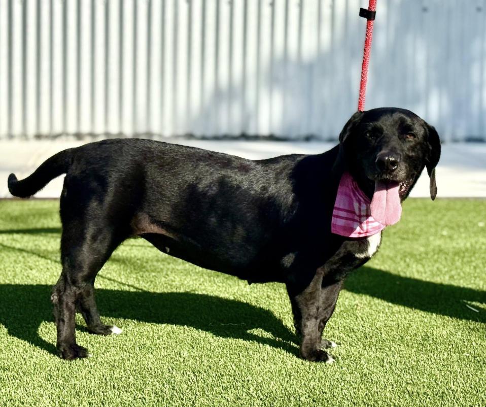 Dog for adoption - Delta-One of a Kind Queen of Quirks!, a Basset Hound ...