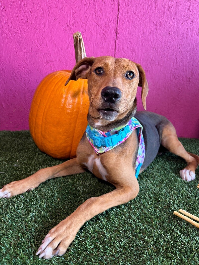 Dog for adoption - Lucy Lu, a Rhodesian Ridgeback Mix in Inglewood, CA ...