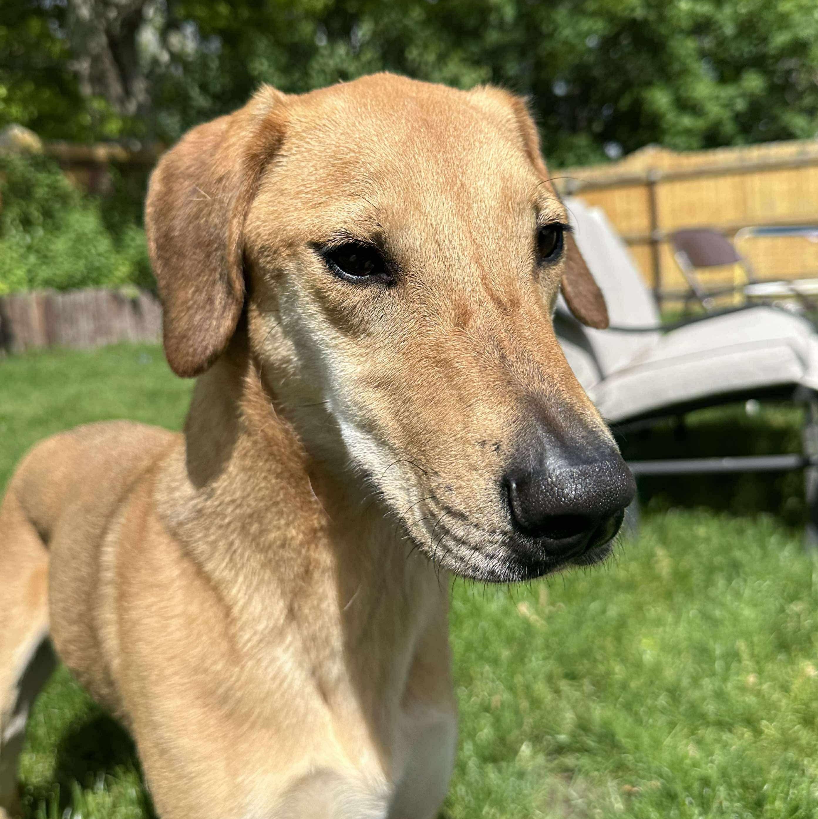 Dog for adoption - Cece, a Rhodesian Ridgeback & Greyhound Mix in ...