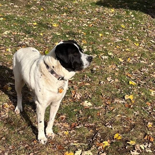 Dog for adoption - Steve, a Saint Bernard & English Pointer Mix in Tipp ...