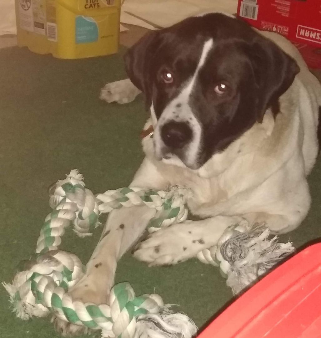 Dog for adoption - Steve, a Saint Bernard & English Pointer Mix in Tipp ...