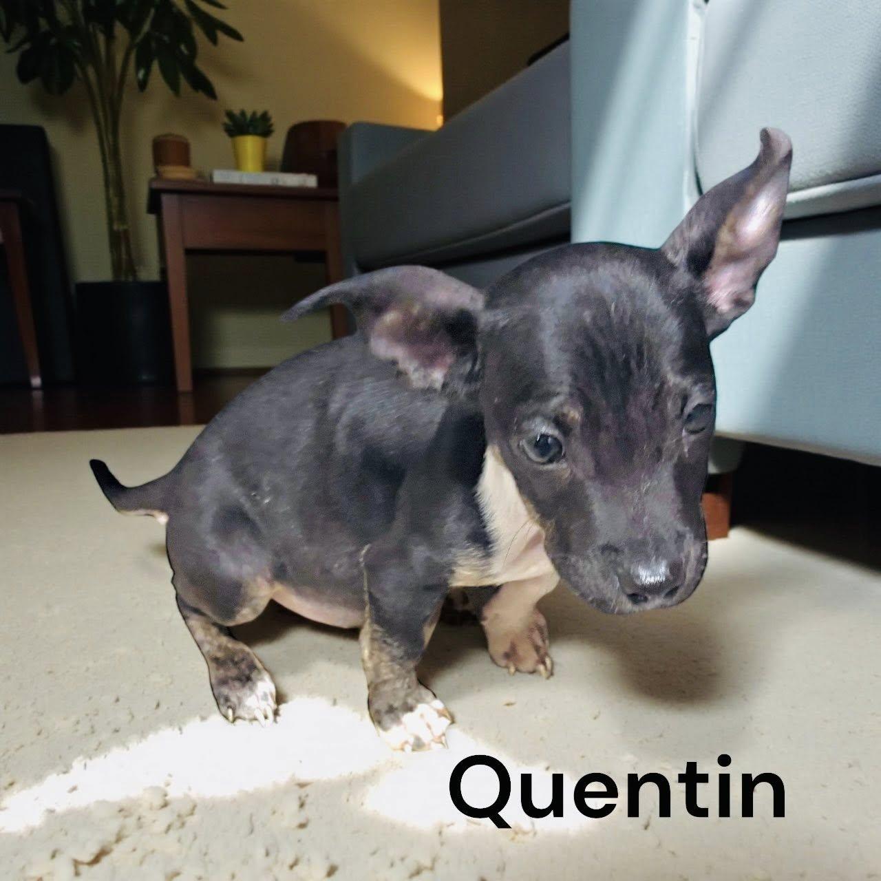Dog for adoption - Quentin, a Chihuahua Mix in kalamazoo, MI | Petfinder