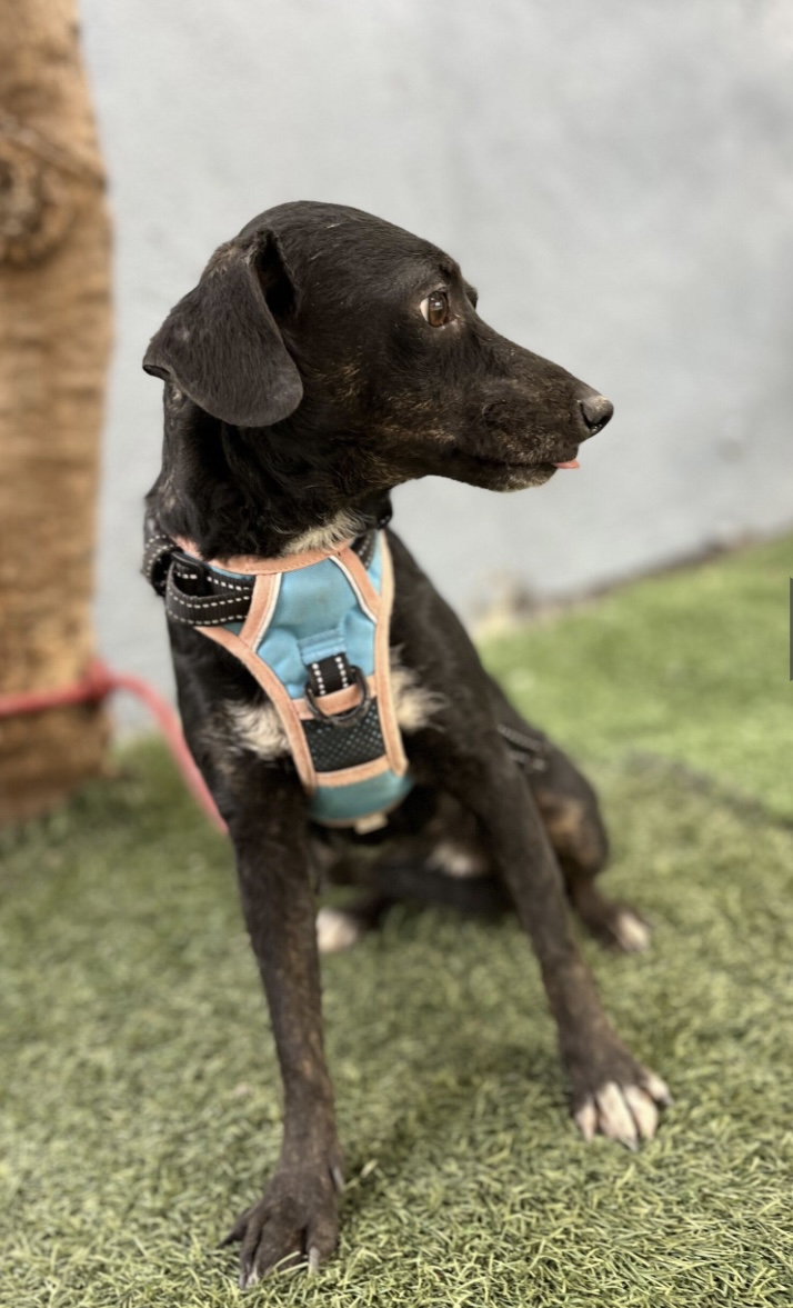 Dog for adoption - Monty, a Beagle & Cairn Terrier Mix in San Diego, CA ...