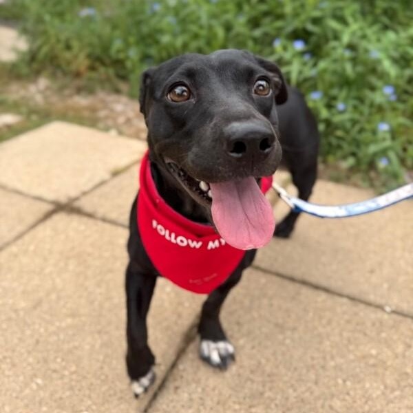 Dog for adoption - Winnie the Weiner Dog, a Dachshund & Labrador ...