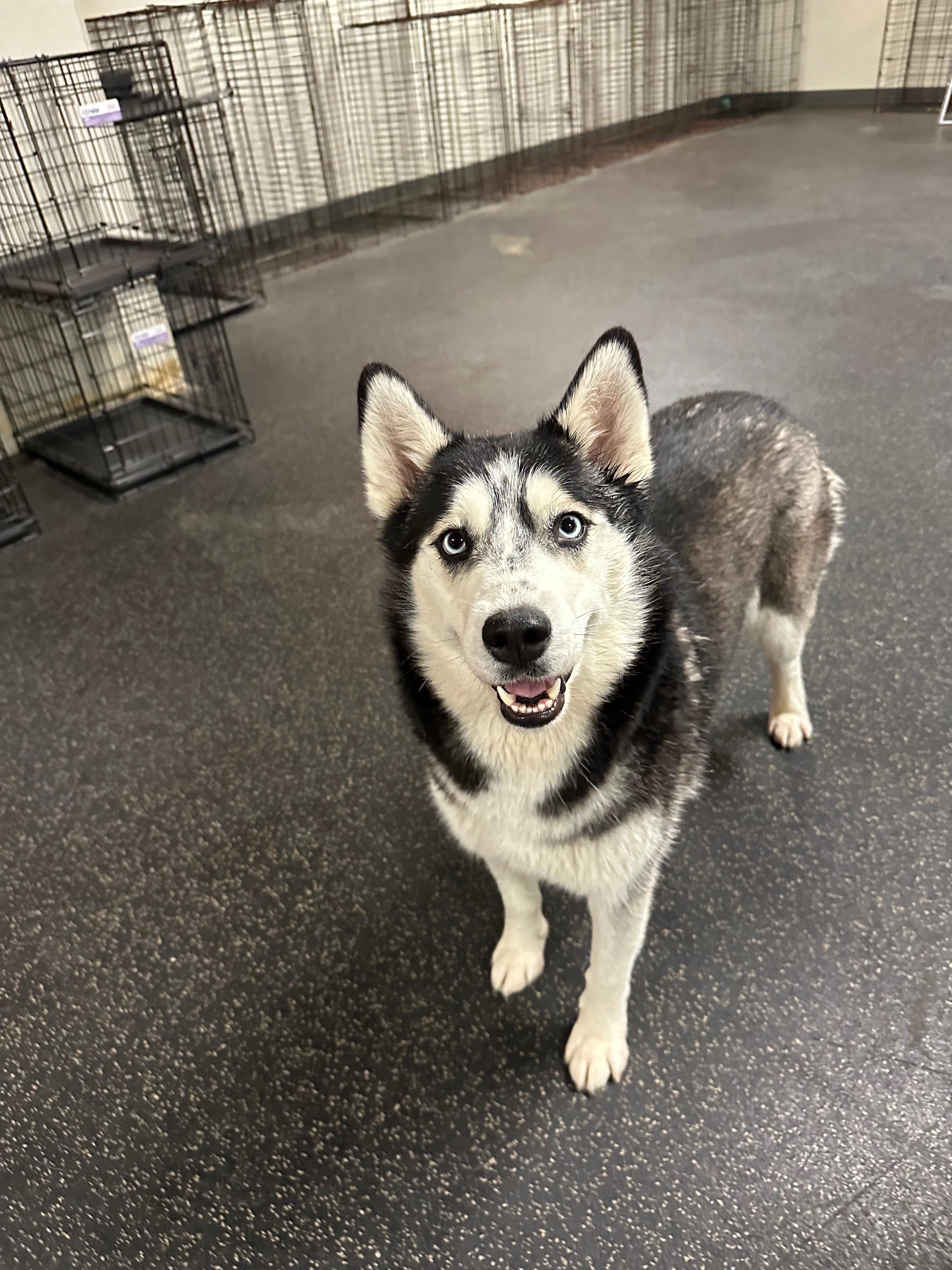 Adopt A Husky - Texas Husky Rescue