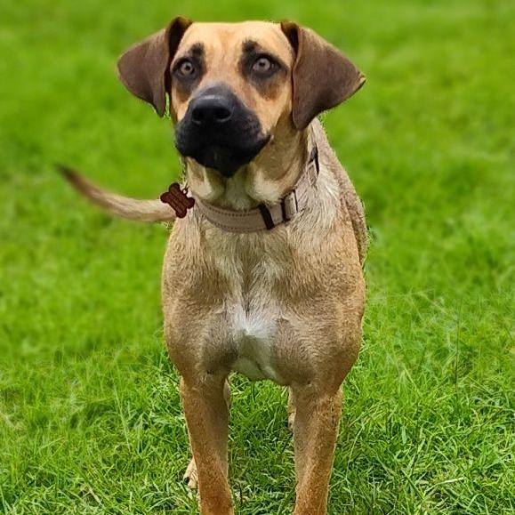 Dog for adoption - Willow – A Devoted Mama Ready for Her Own Happy ...