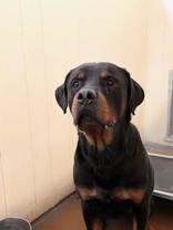 Dog for adoption - Tim, a Rottweiler in Winfield, KS | Petfinder