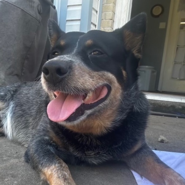 Dog for adoption - Mr. Blue, an Australian Cattle Dog / Blue Heeler in ...