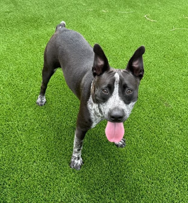 Dog for adoption - Chaka, an Australian Cattle Dog / Blue Heeler in ...