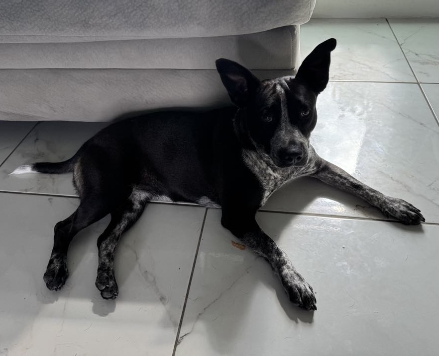 Dog for adoption - Chaka, an Australian Cattle Dog / Blue Heeler in ...