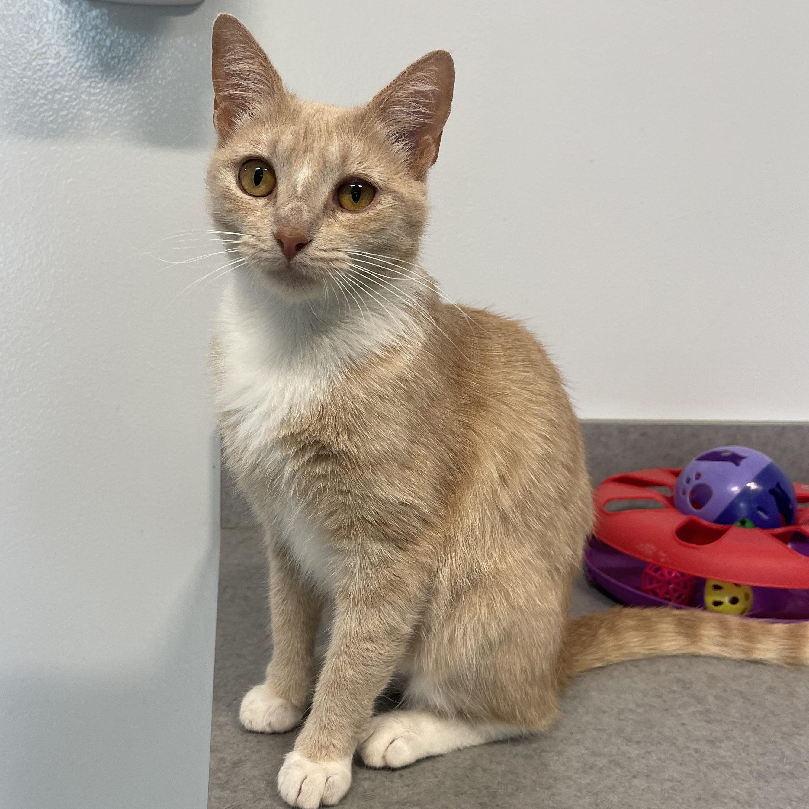 Cat for adoption - Mallory, a Domestic Short Hair in North Haven, CT ...