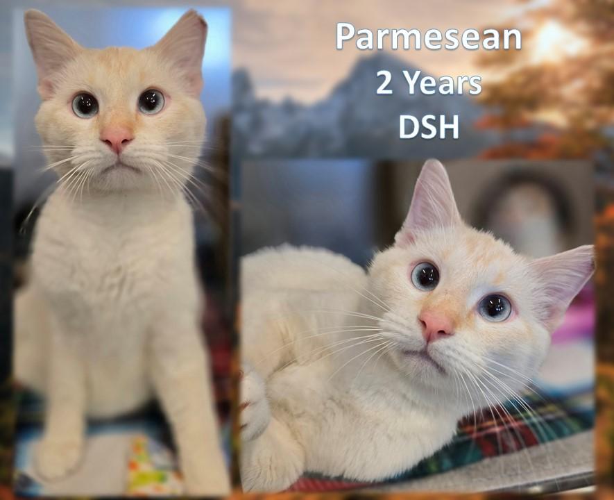 Cat for adoption - Parmesan, a Domestic Short Hair in Franklin, IN ...