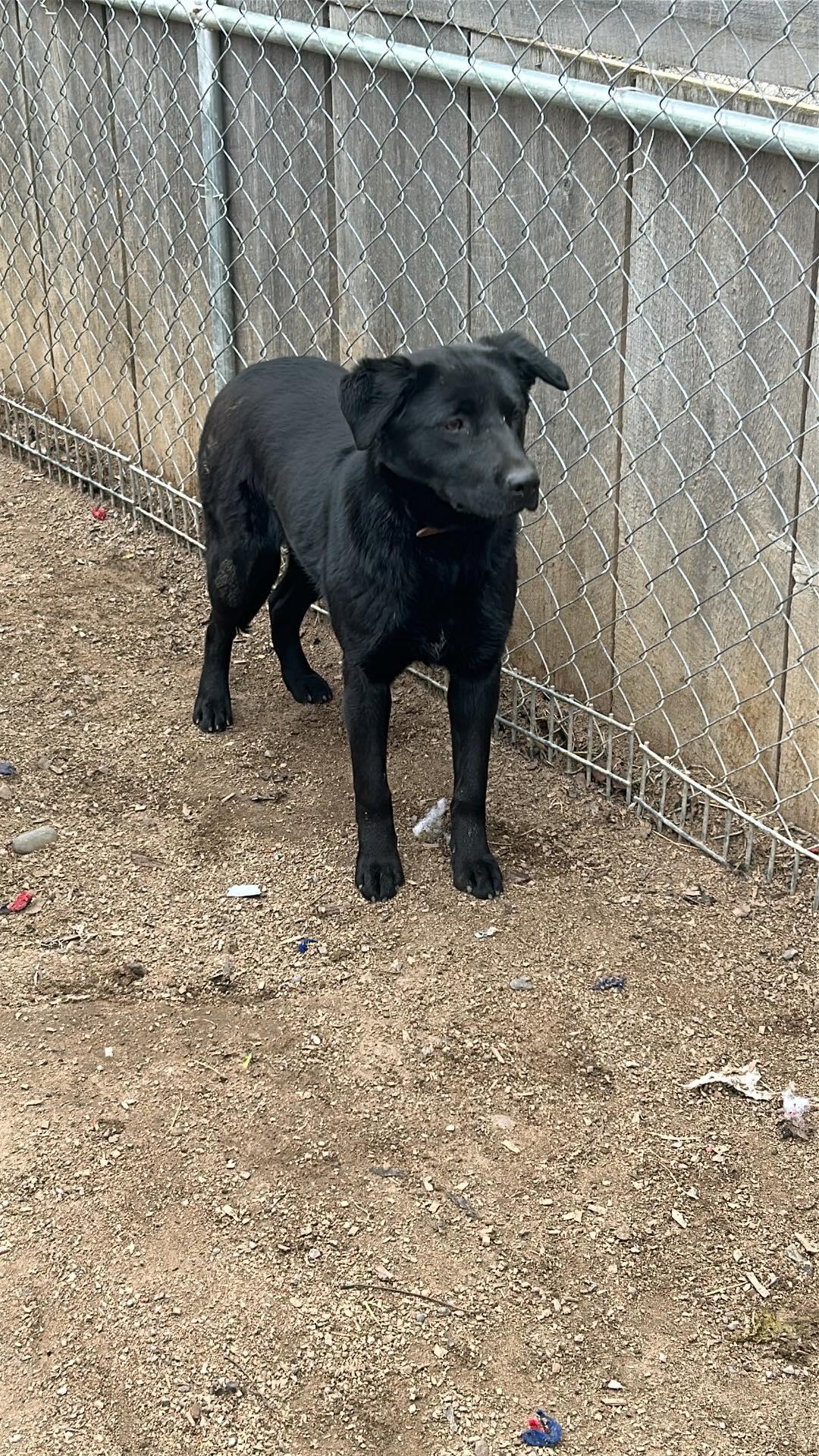 Dog for adoption - Aurora, a Black Labrador Retriever Mix in Heuvelton ...