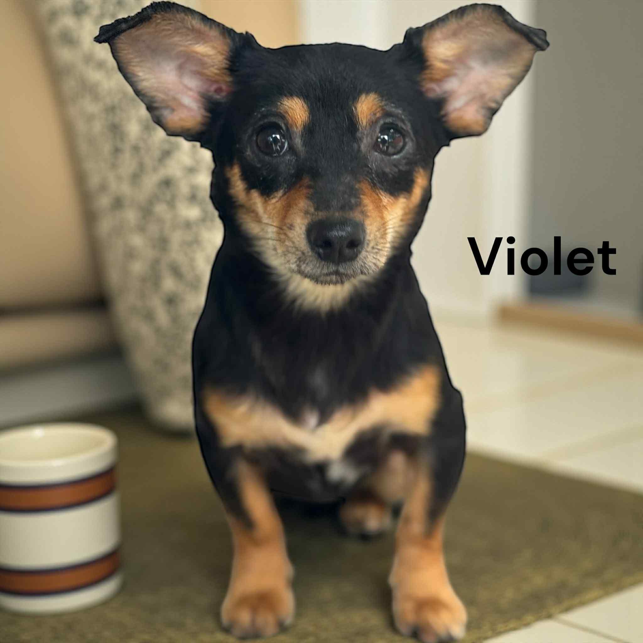 Dog for adoption - Violet, a Miniature Pinscher in Nottingham, MD ...