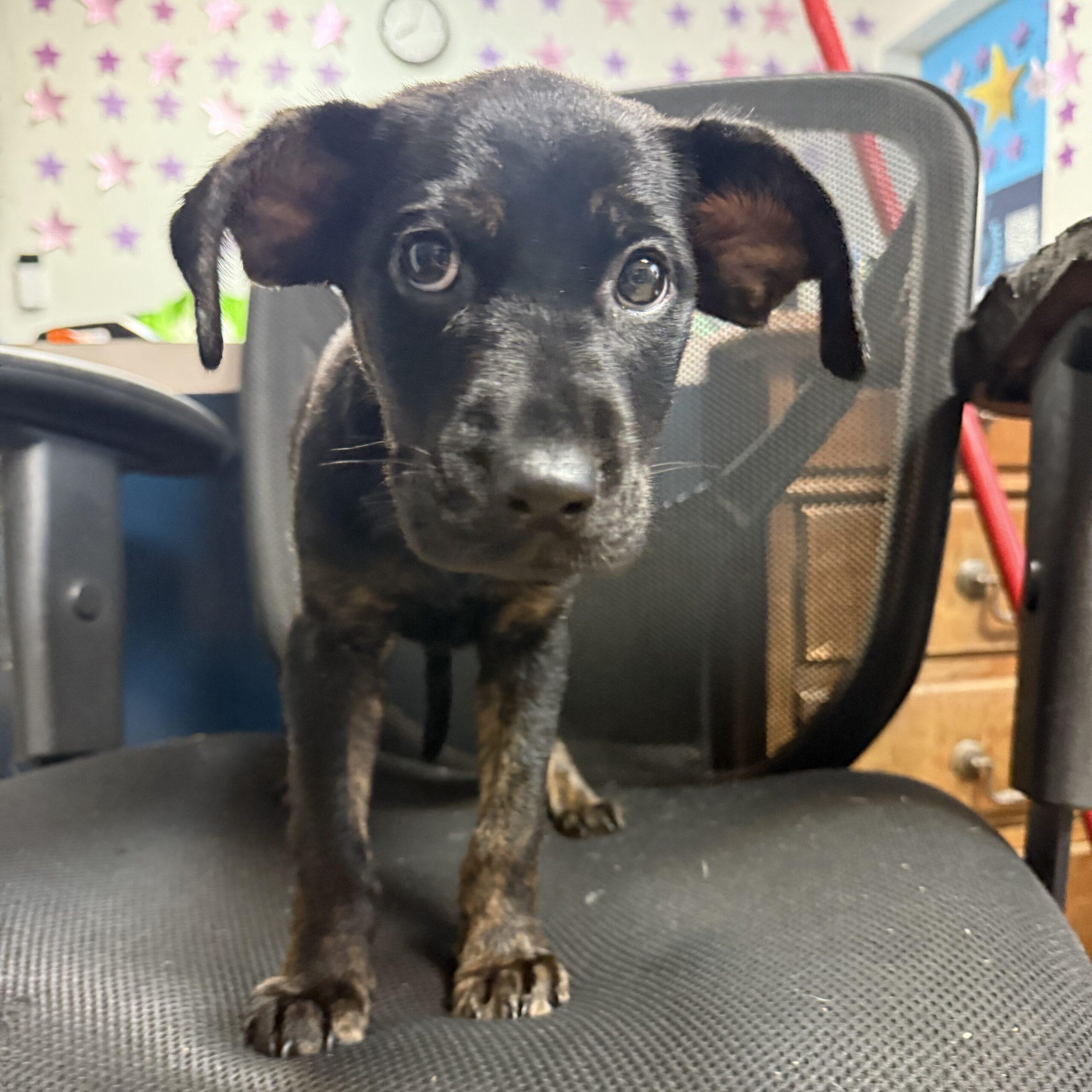 Dog for adoption - Lynelle, a Hound Mix in Milford, CT | Petfinder