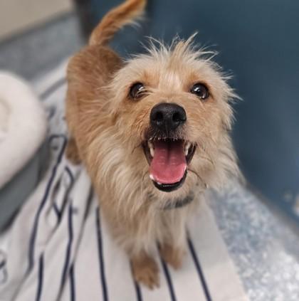 Dog for adoption - Roly Poly, a Terrier in Santa Cruz, CA | Petfinder