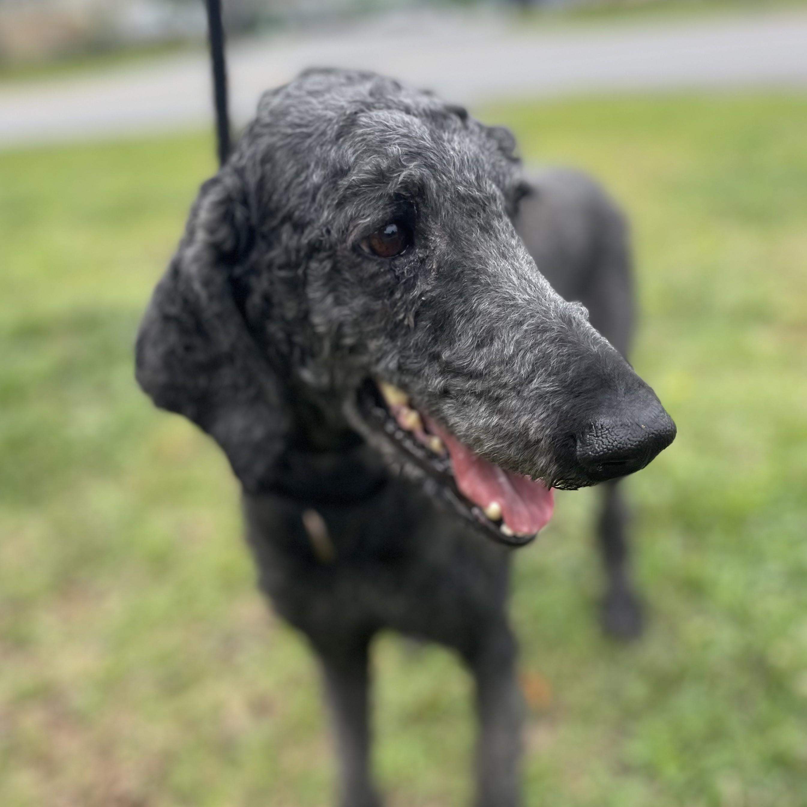 Dog for adoption - Kahlua, a Standard Poodle in New York, NY | Petfinder