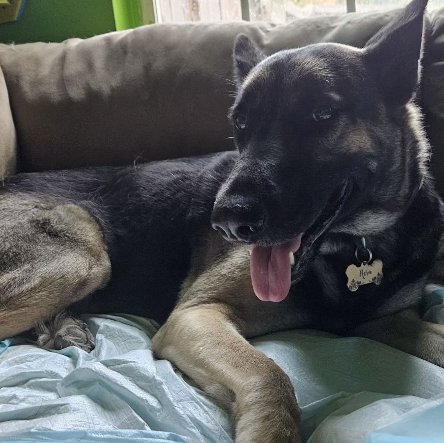 Dog for adoption - !! Rowsy & Hera- URGENT!! Need FOSTER or ADOPTER!, a ...