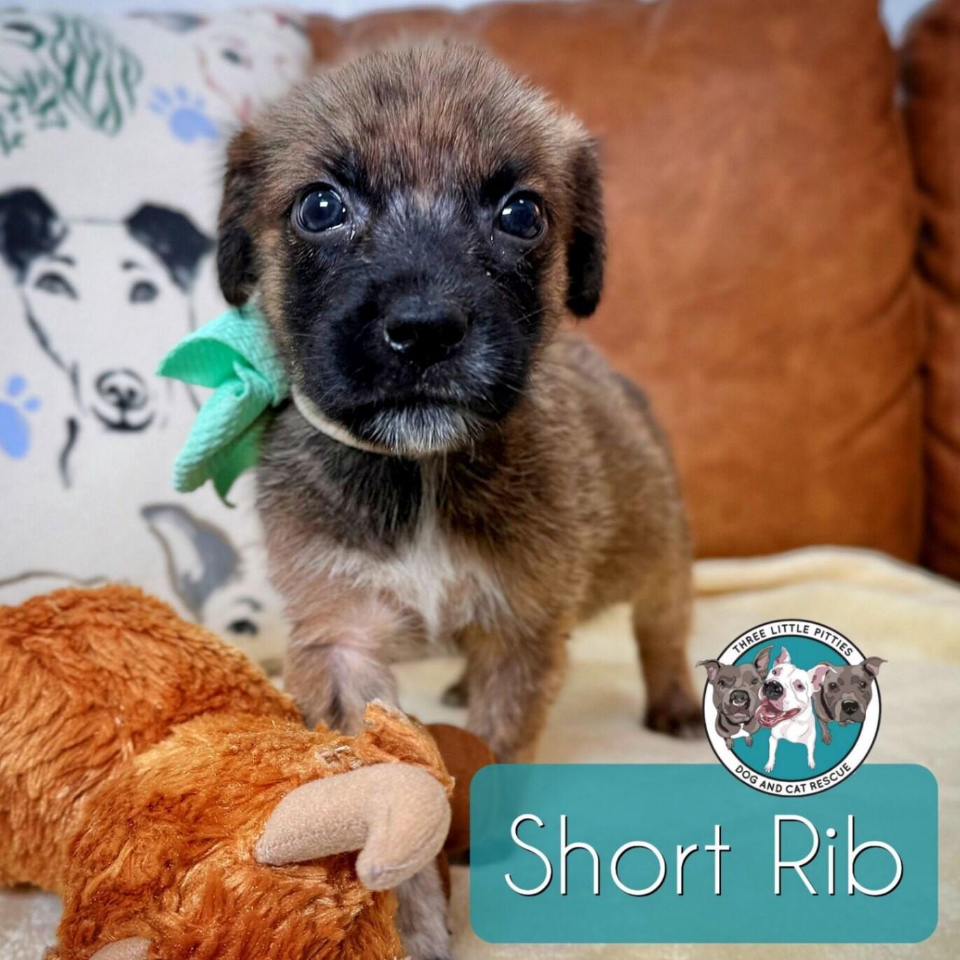 Dog for adoption - Short Rib Cochran, a German Shepherd Dog & Labrador ...