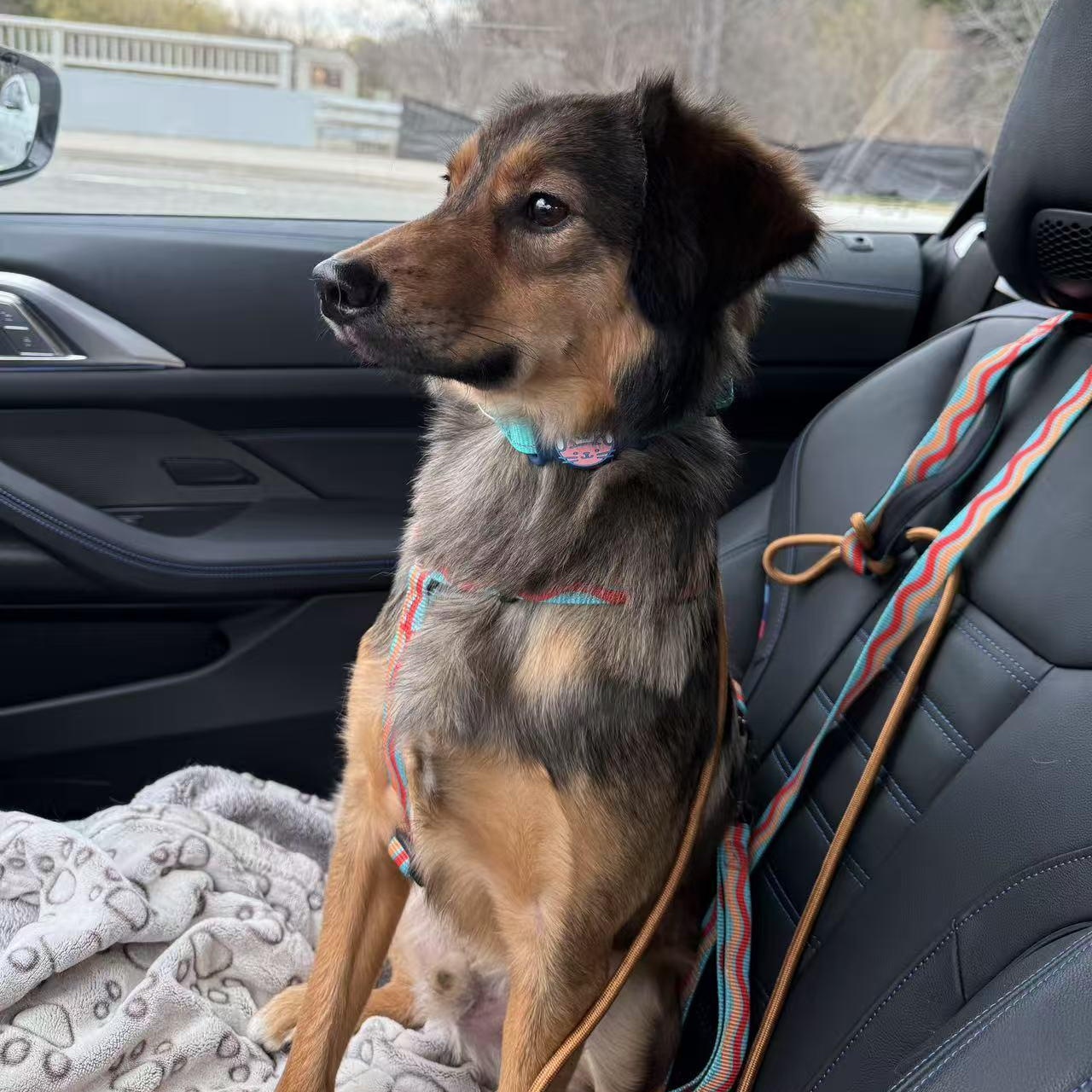 Dog for adoption - Archie, a Mixed Breed in Markham, ON | Petfinder