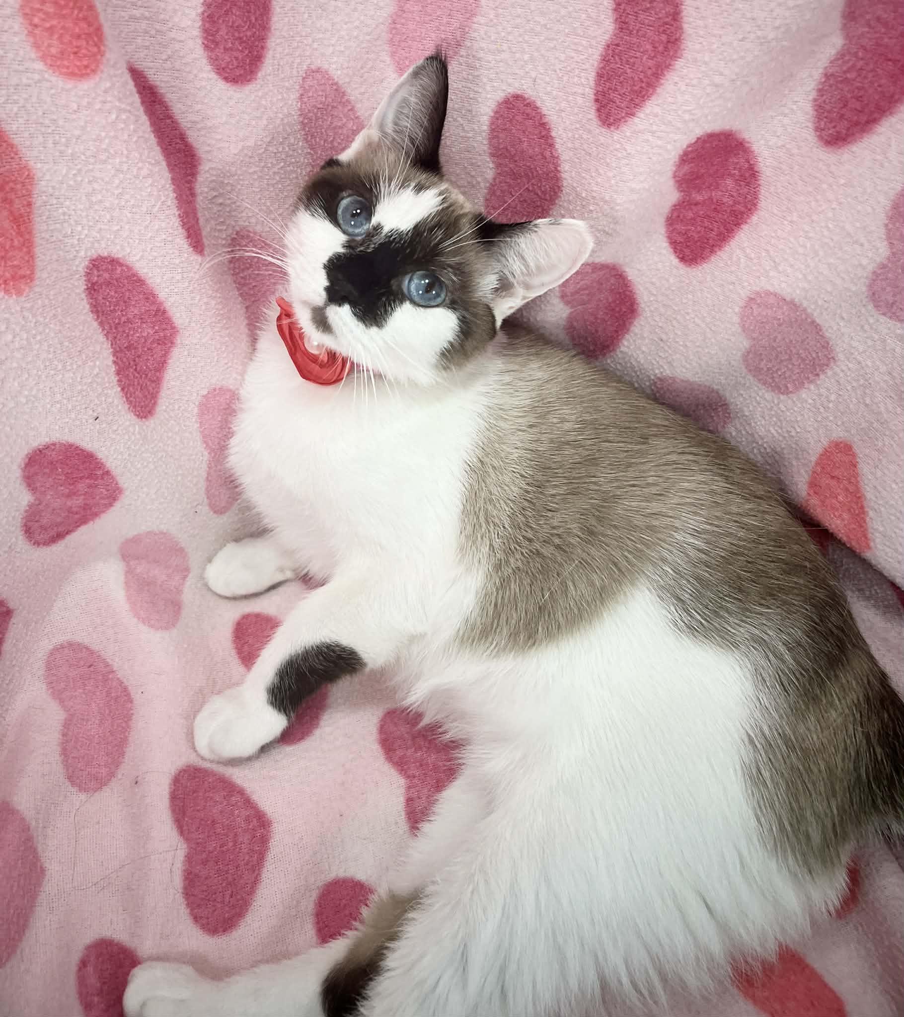Lizzy - Adoptable Pet | Petfinder | Petfinder