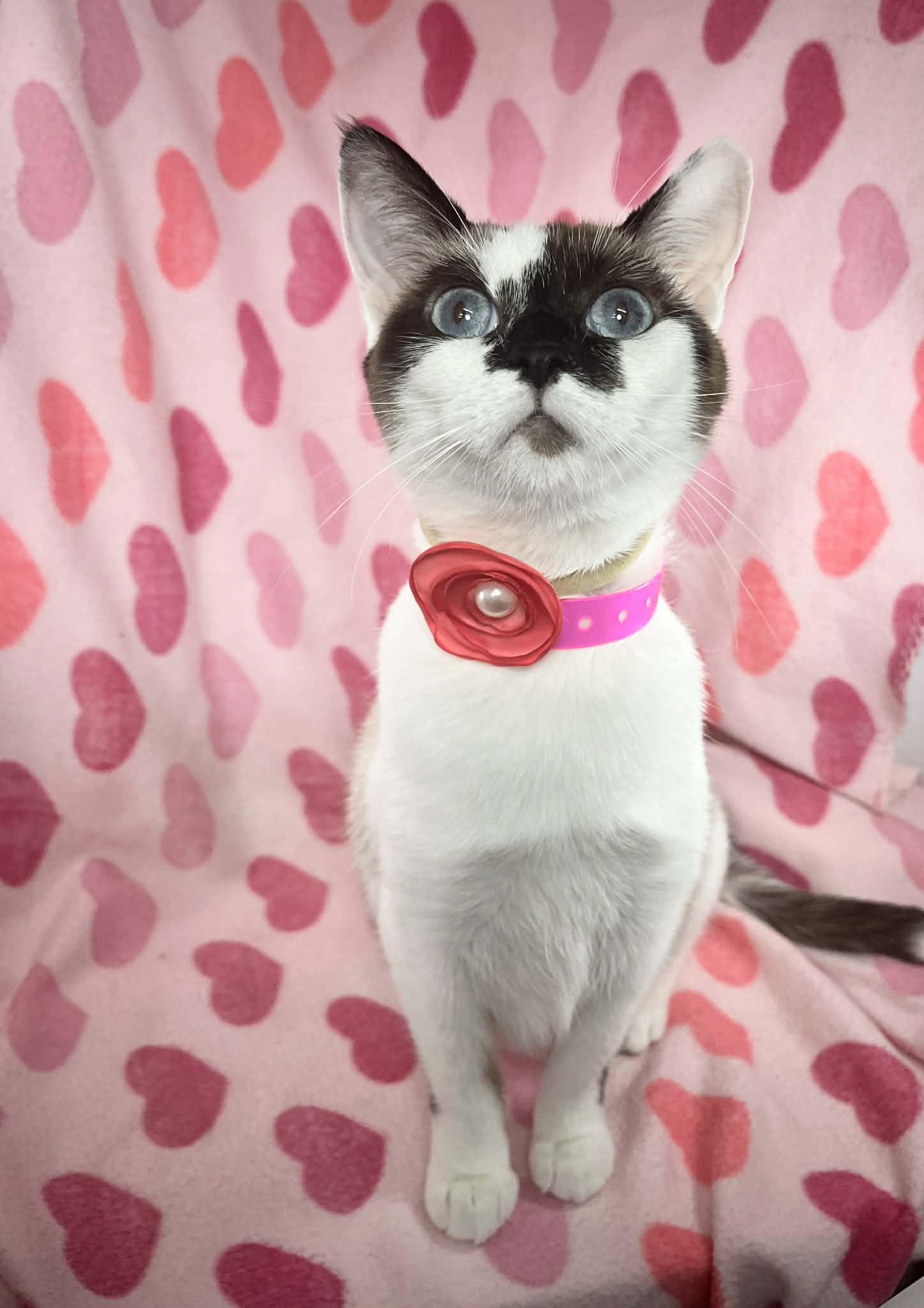 Lizzy - Adoptable Pet | Petfinder | Petfinder