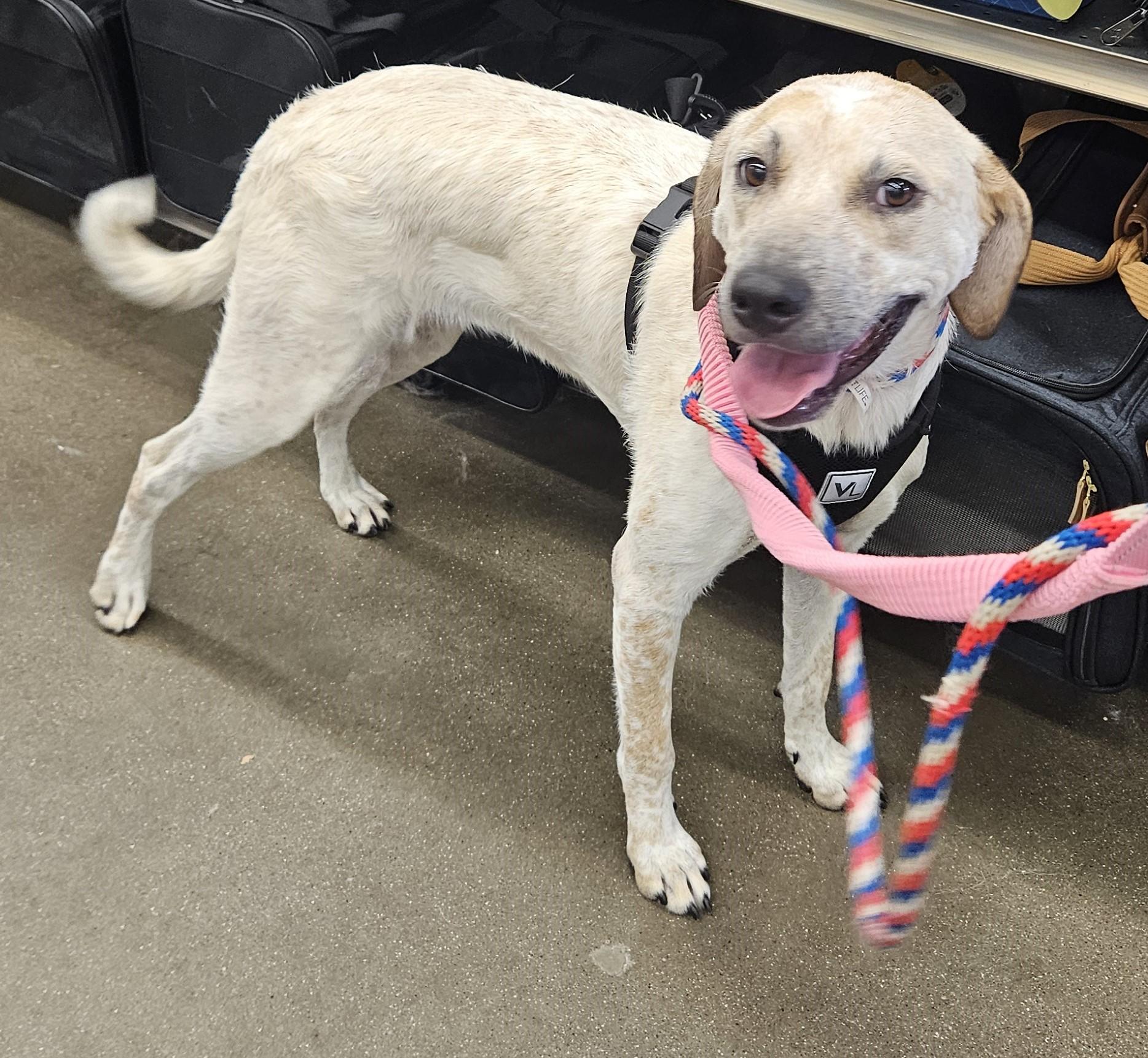 Dog for adoption - Nia, an Australian Cattle Dog / Blue Heeler Mix in ...