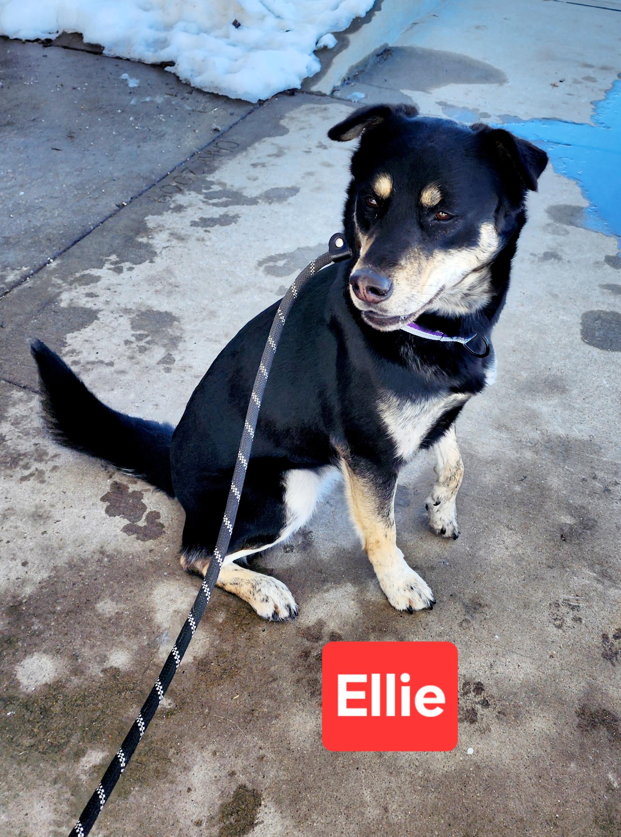 Dog for adoption - Ellie, a German Shepherd Dog in Clinton, MO | Petfinder