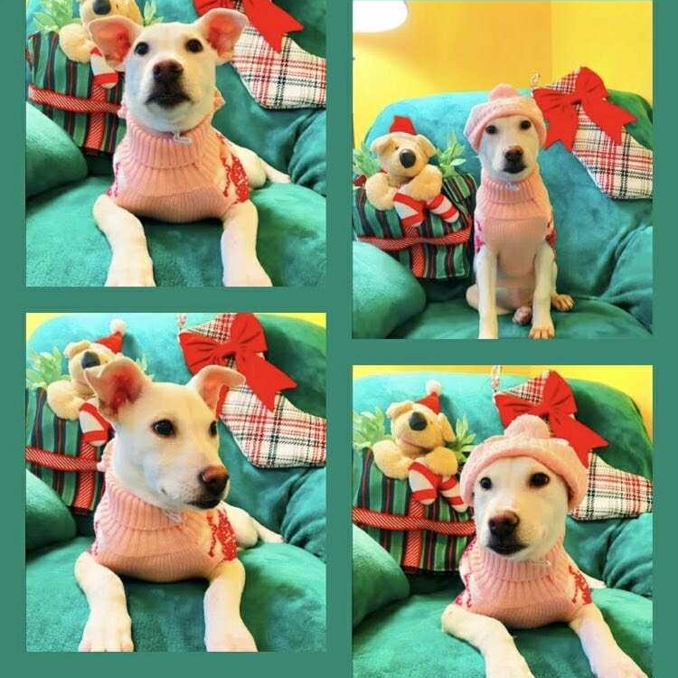 Dog for adoption - Mary, a Mixed Breed in COLUMBUS, OH | Petfinder