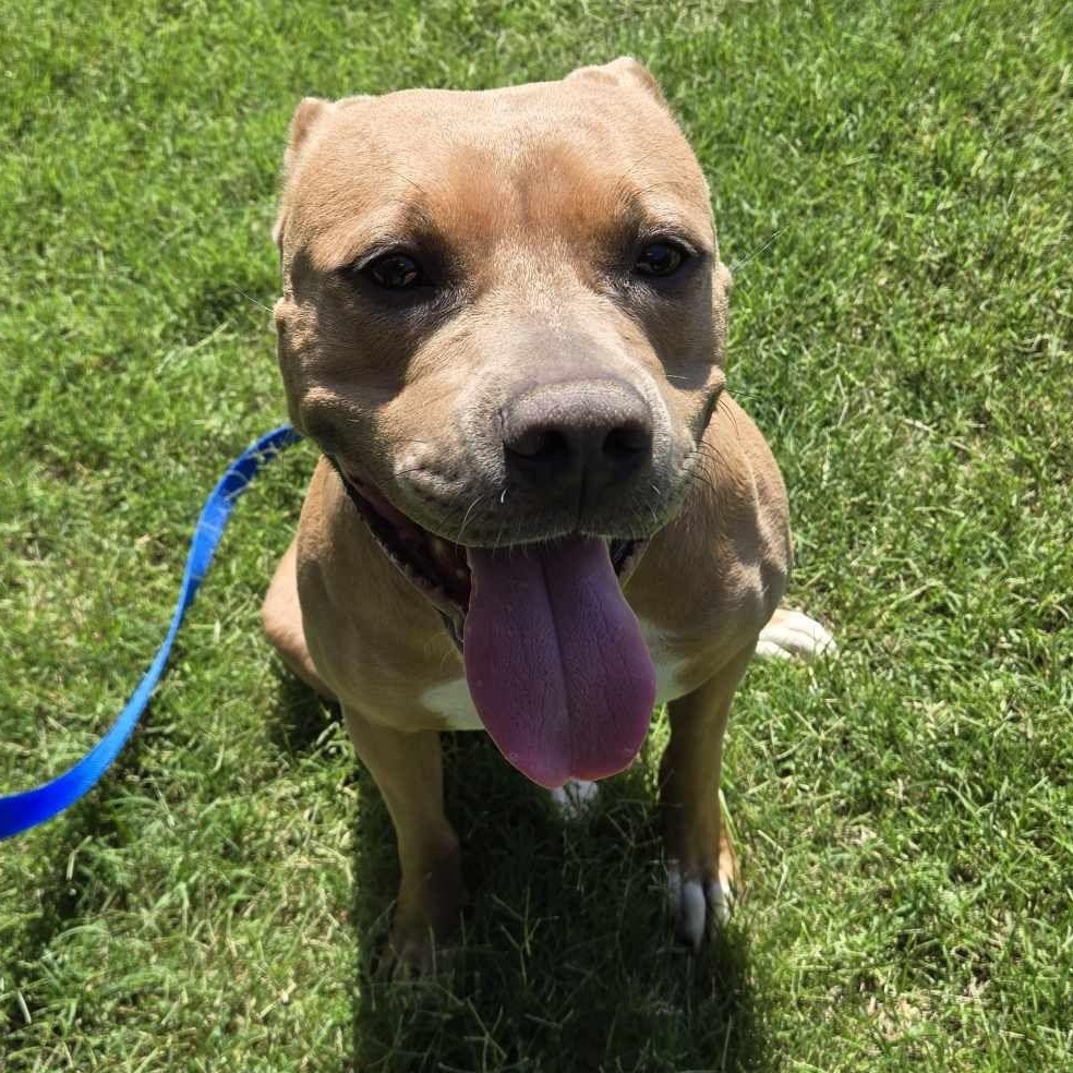 Dog for adoption - Kash, a Pit Bull Terrier Mix in Pittsburgh, PA ...