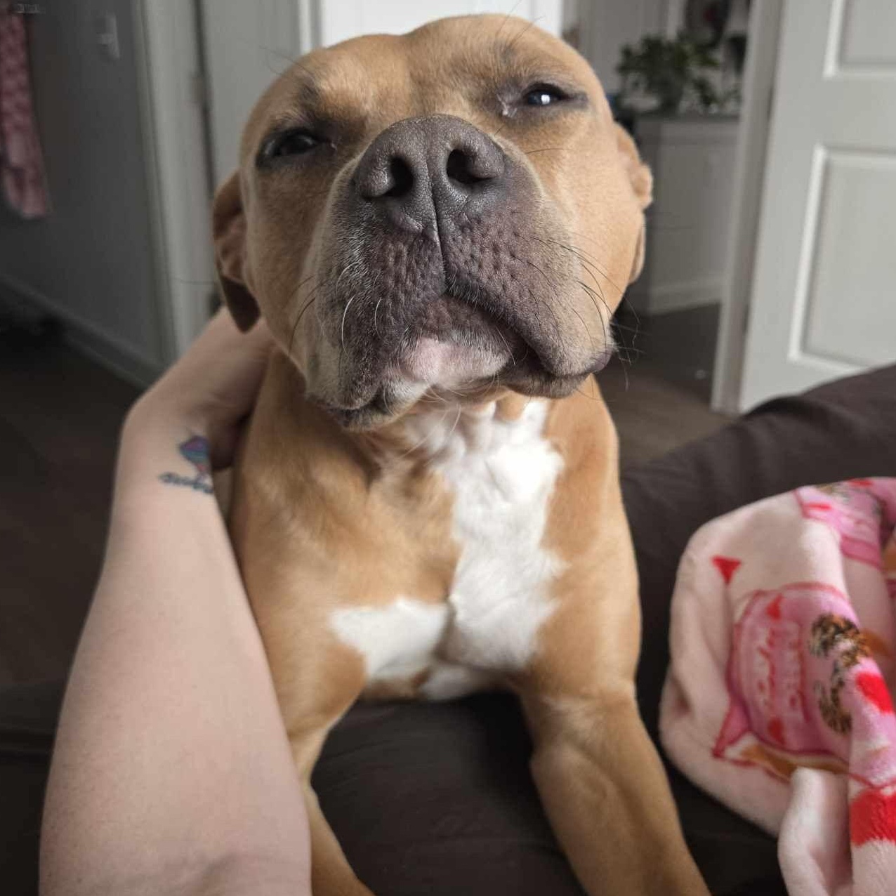 Dog for adoption - Kash, a Pit Bull Terrier Mix in Pittsburgh, PA ...