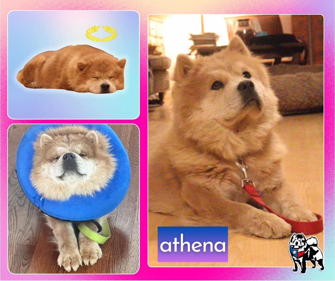 Dog for adoption - Athena, a Chow Chow in Northglenn, CO | Petfinder