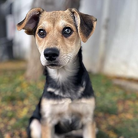 Dog for adoption - Aspen, a Labrador Retriever Mix in Lodi, CA | Petfinder