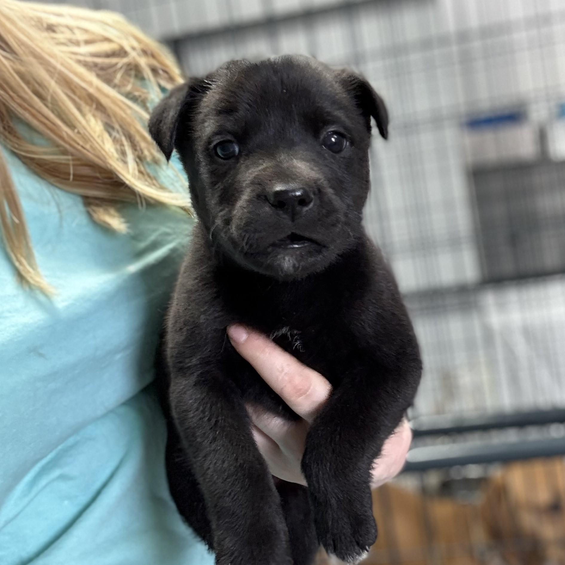 Dog for adoption - Deuce, a Mixed Breed in Pound, VA | Petfinder